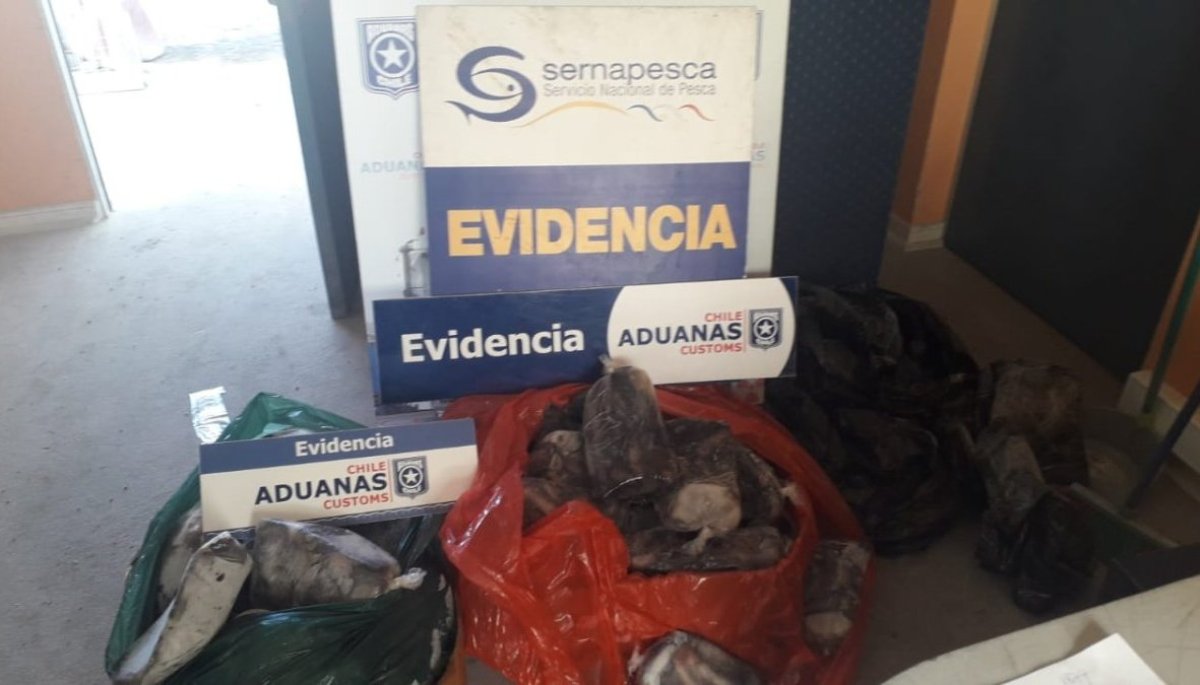 Sernapesca y Aduanas incautan 97 kilos de pulpo y 150 kilos de pescado ... Sernapesca y Aduanas incautan 97 kilos de pulpo y 150 kilos de pescado ...